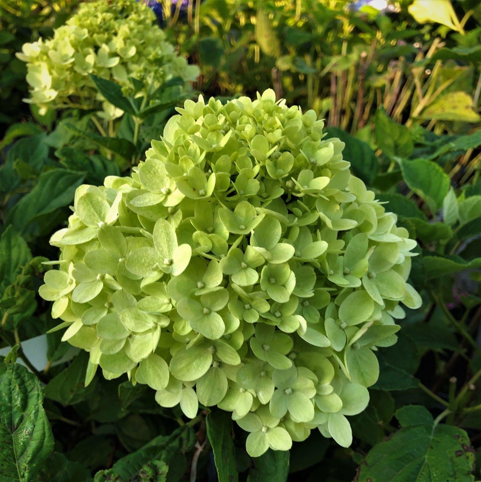 How to Choose the Right Hydrangea | Gardens of Babylon