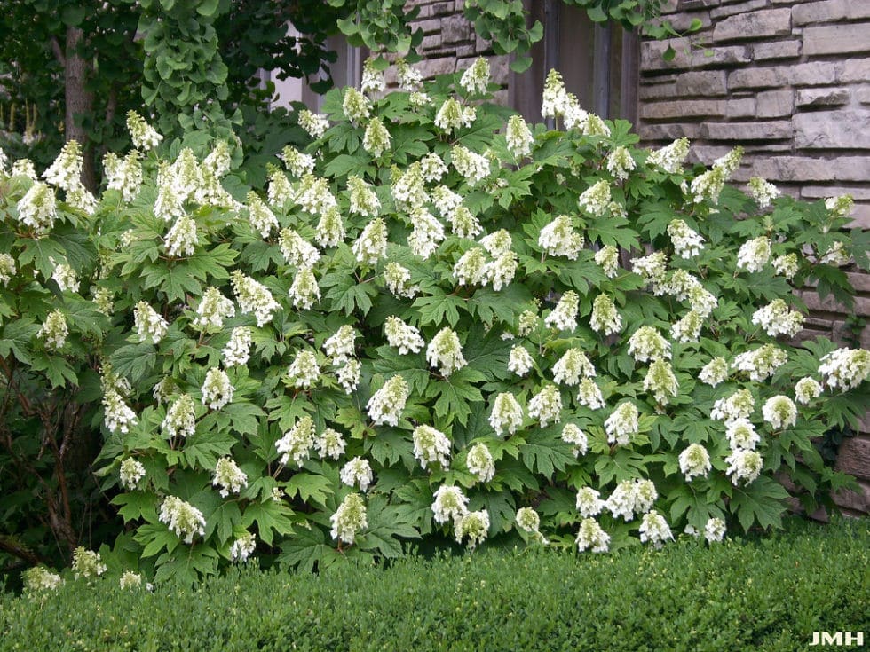 How to Choose the Right Hydrangea | Gardens of Babylon Landscapes