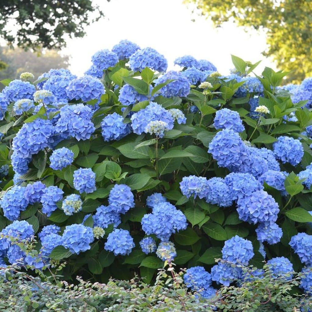 How to Choose the Right Hydrangea | Gardens of Babylon