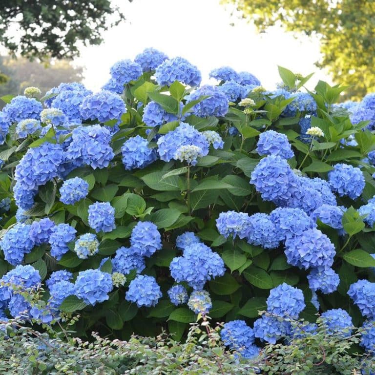 How to Choose the Right Hydrangea | Gardens of Babylon Landscapes