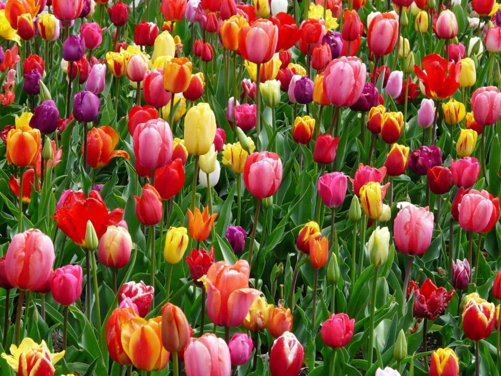 April Landscaping Tips | Gardens of Babylon