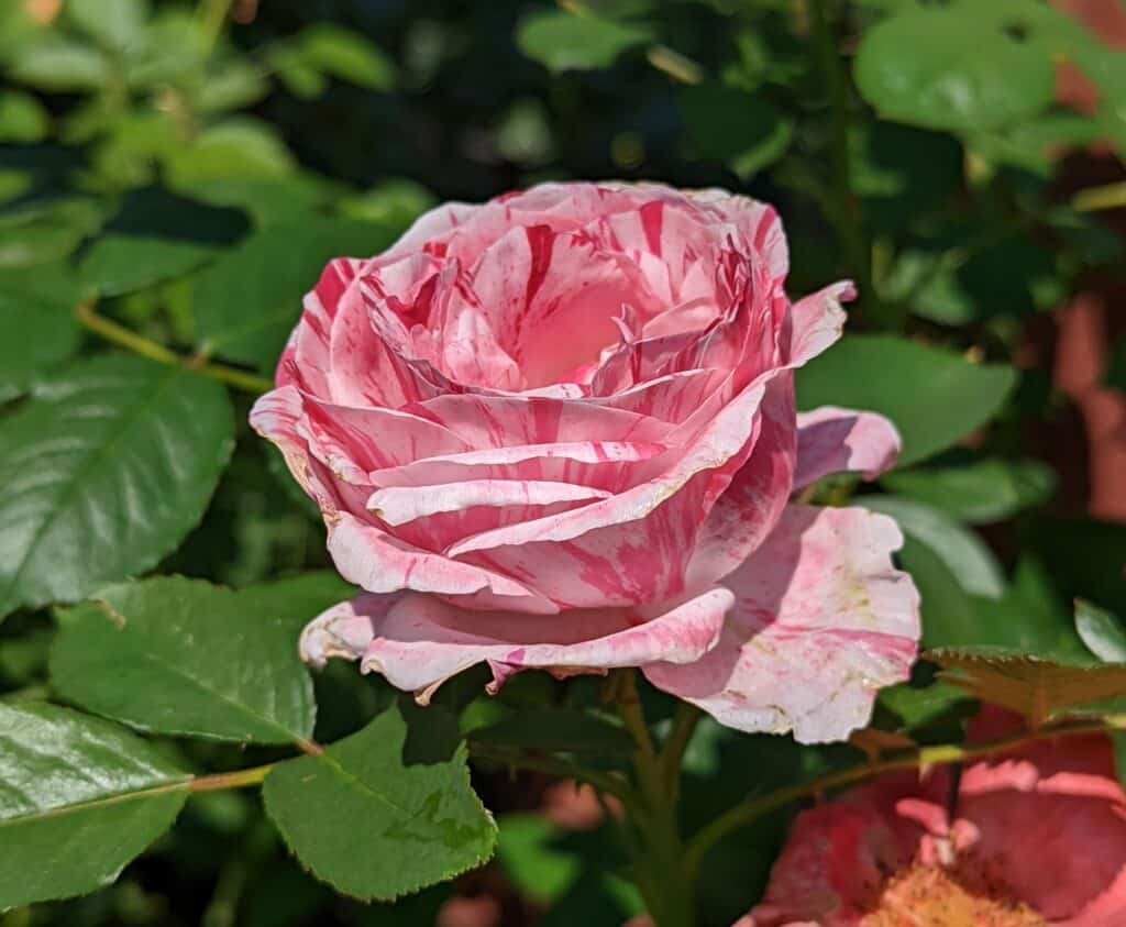 3 Things You Need To Know About Growing Roses | Gardens of Babylon