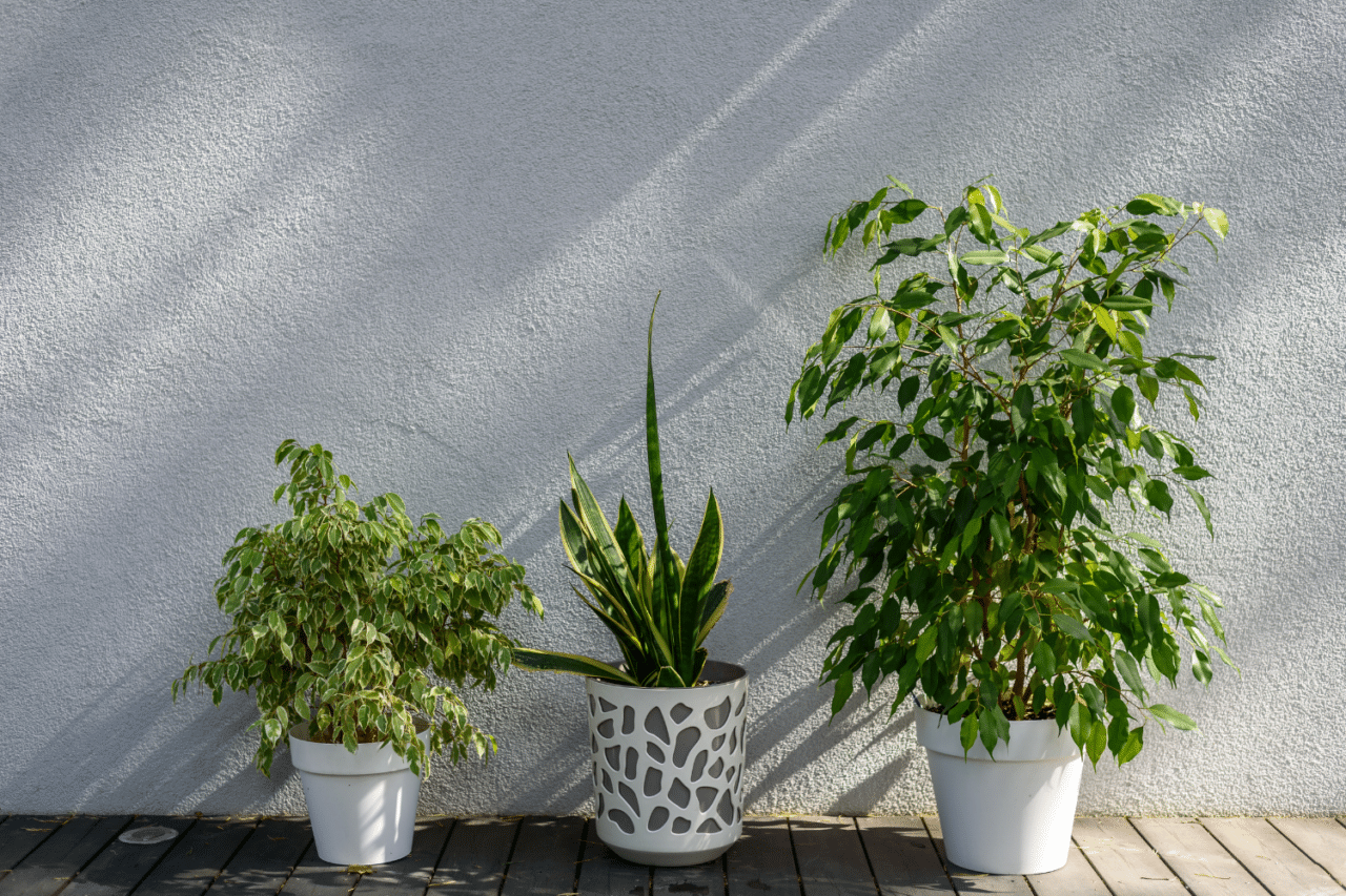 5 Considerations When Moving Houseplants Outside