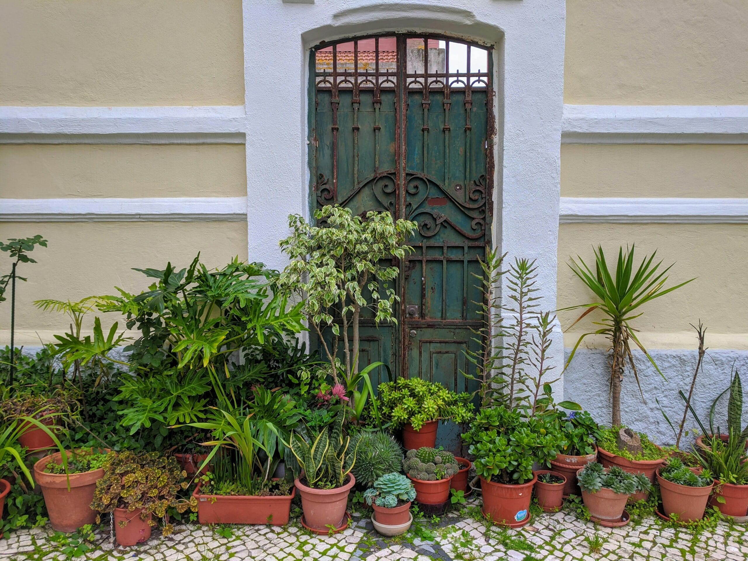 5 Considerations When Moving Houseplants Outside