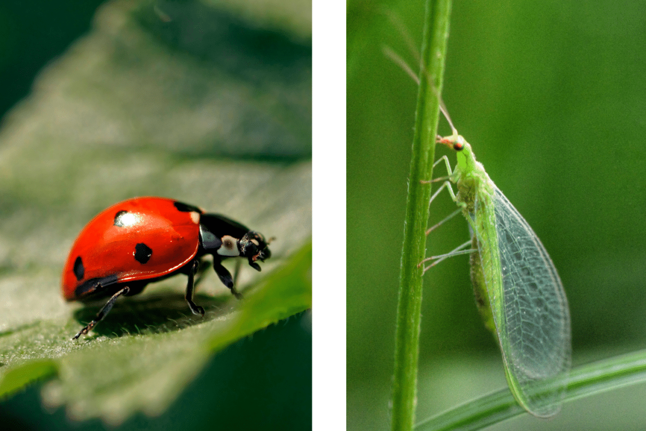 Lacewings vs. Ladybugs | Gardens of Babylon
